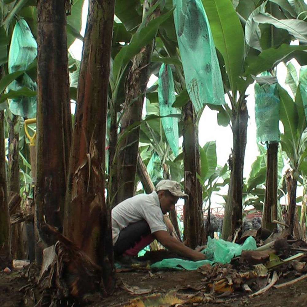 Musa Paradisíaca : PROPIEDADES DEL BANANO - Banano.do