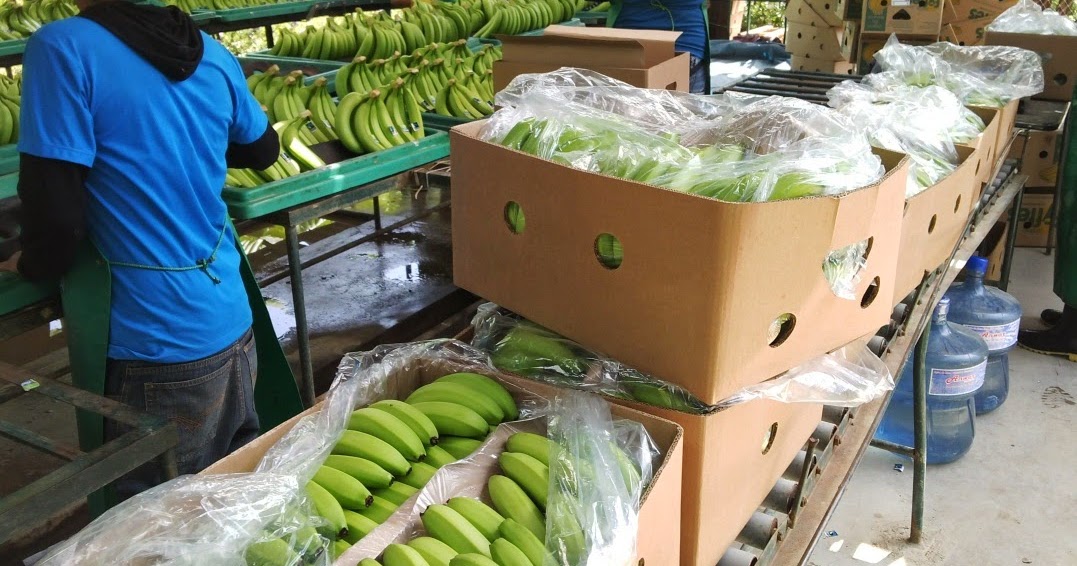 Bloqueo retuvo $us 3 MM en banano de exportación - Banano.do