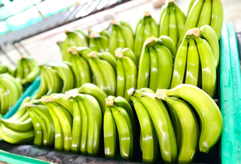 Principales plagas y enfermedades del banano - Banano.do